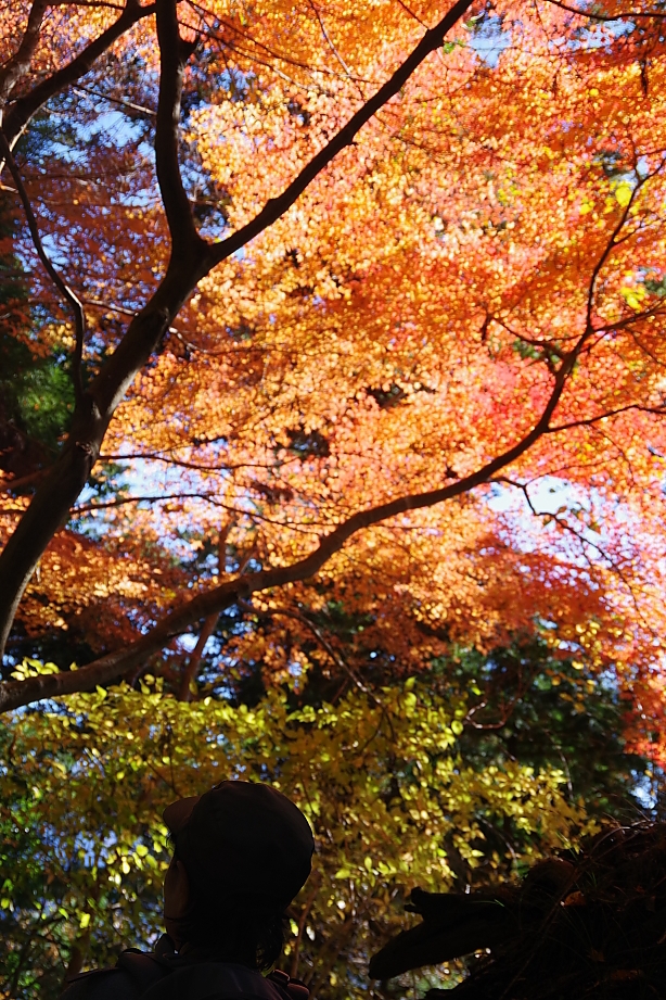 身延山（2025年11月22日）【岐阜、愛知出発登山ツアー、頑張らない山歩きCLUB岳】
